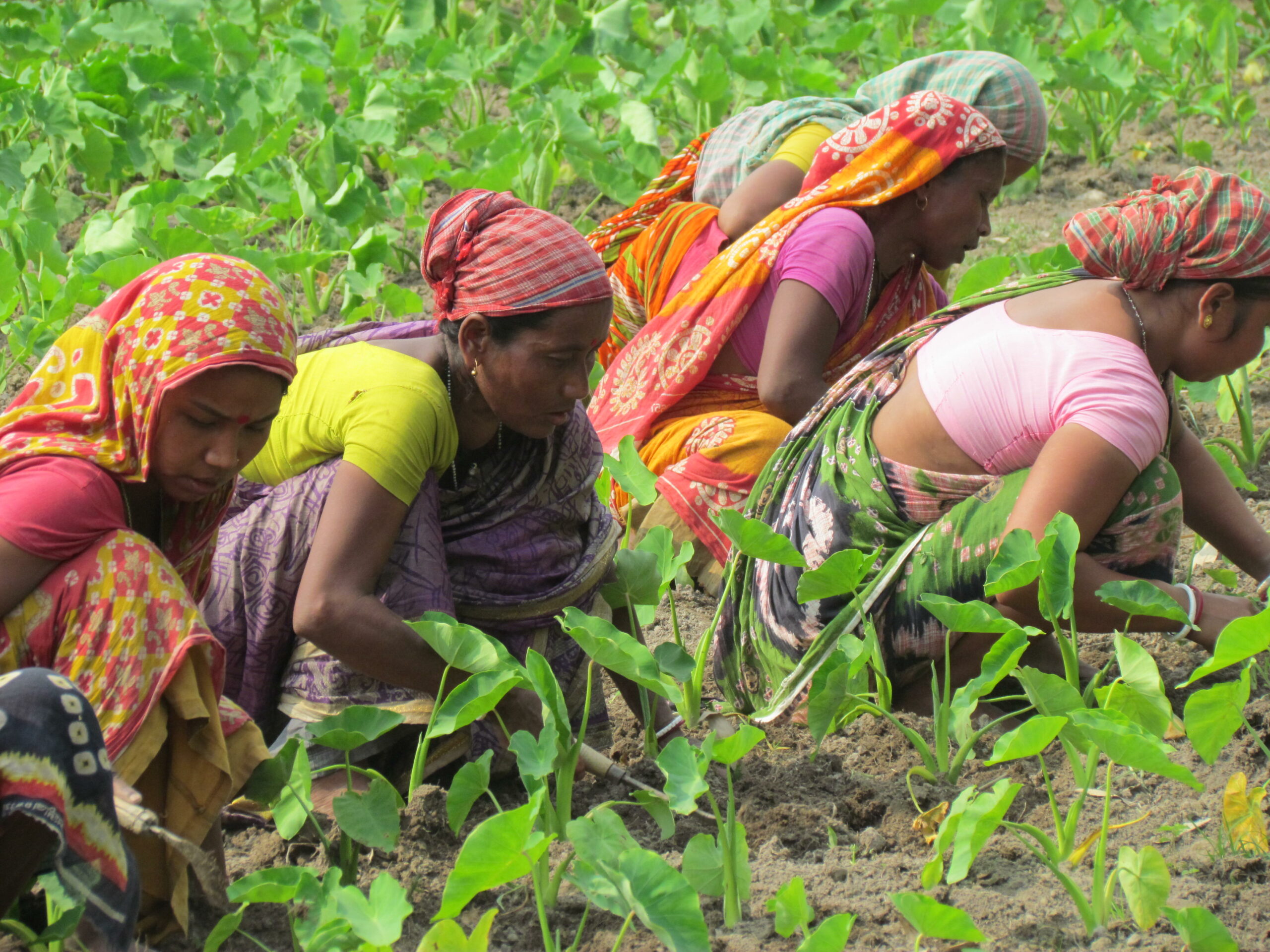 Agriculture Collectives for Marginalized Farmers - Paris Peace Forum