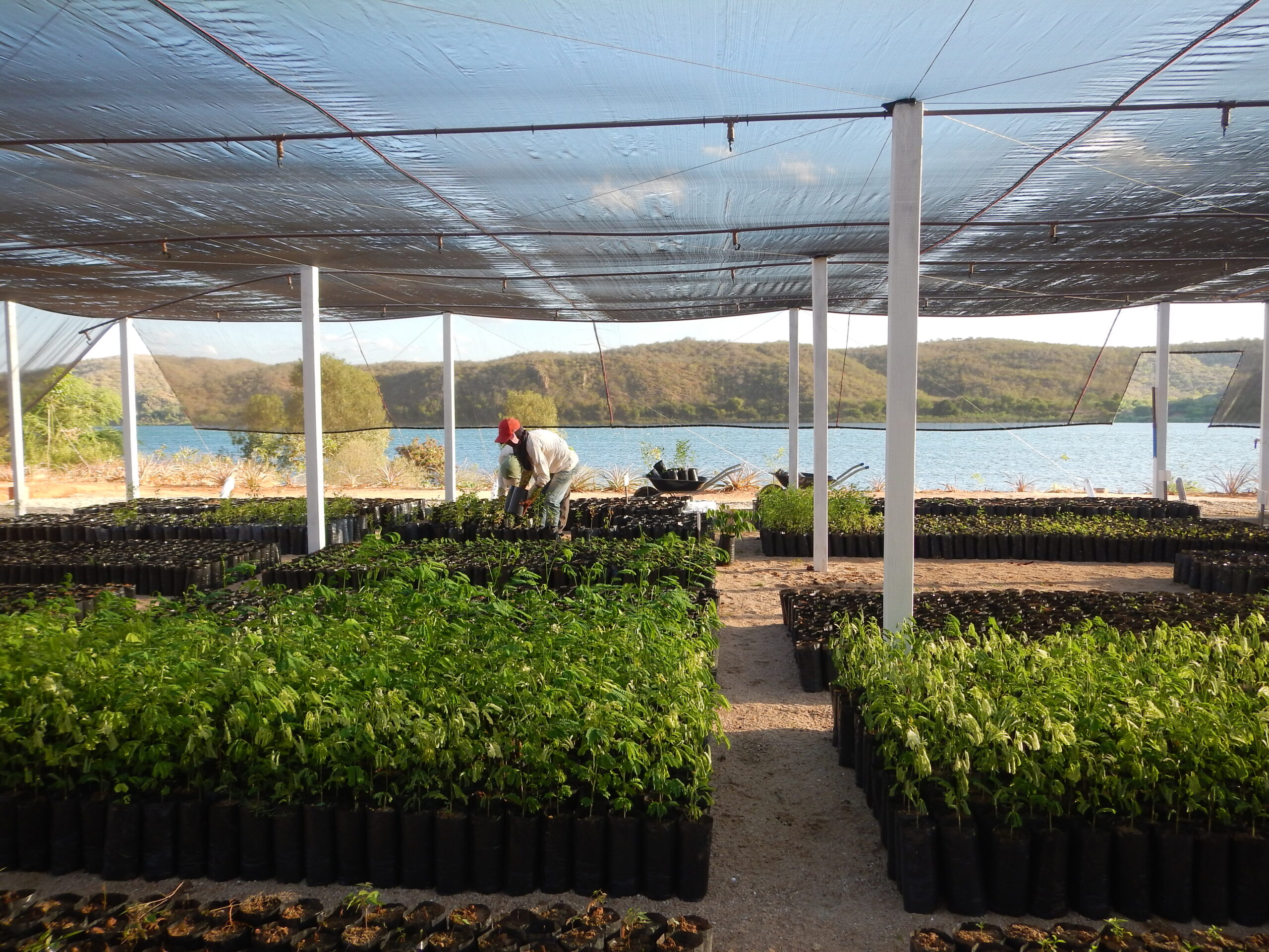 Reserva Mato da Onça: forêts pour l'avenir - Paris Peace Forum