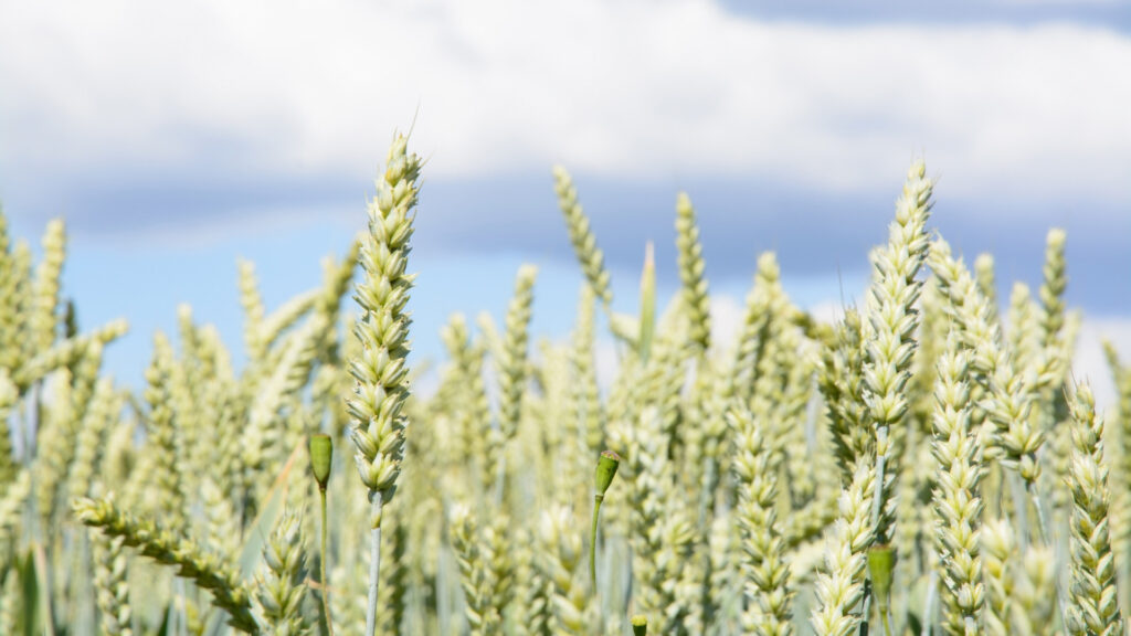 On the road to the N4G Summit - Paris Peace Forum