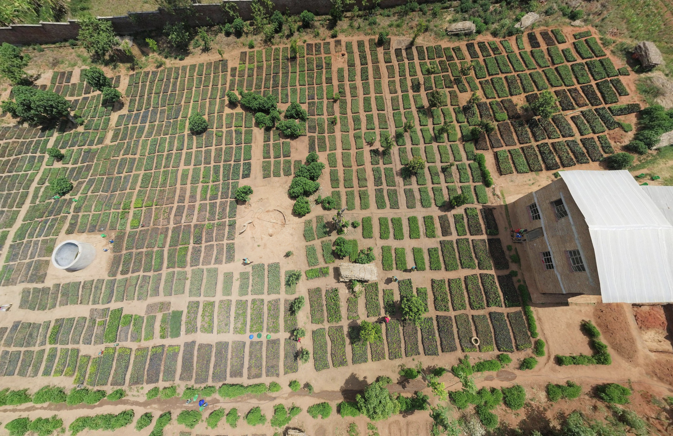 Mapping the World’s Forests with AI - Paris Peace Forum